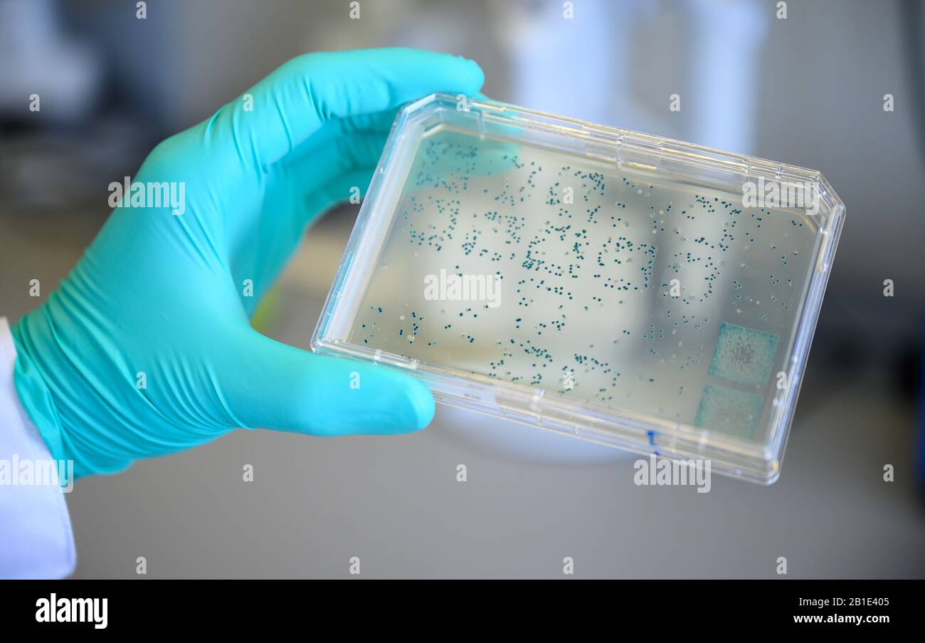 Carrier of bacteria hi-res stock photography and images - Alamy