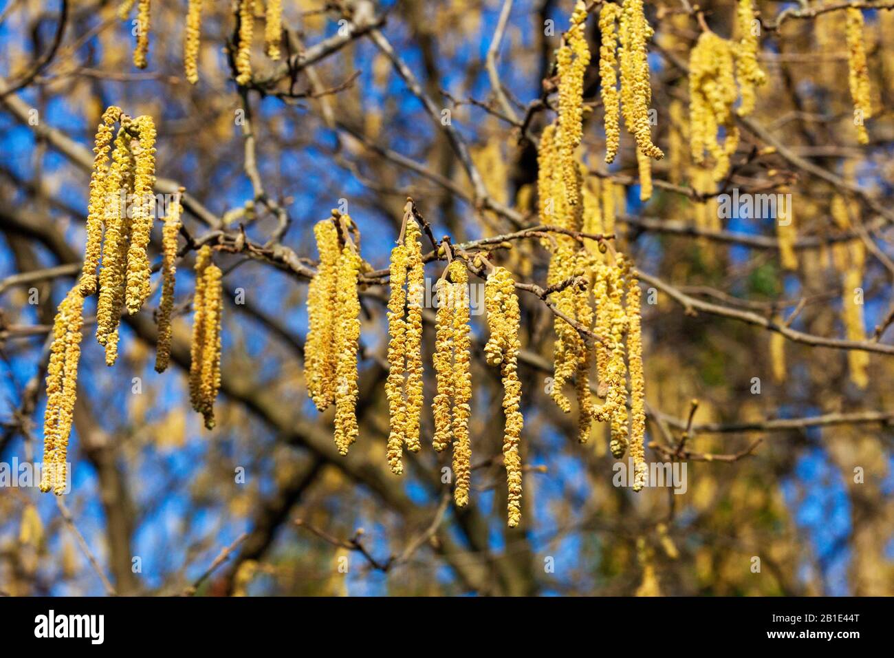 Hazel tree flowers white background hi-res stock photography and images ...