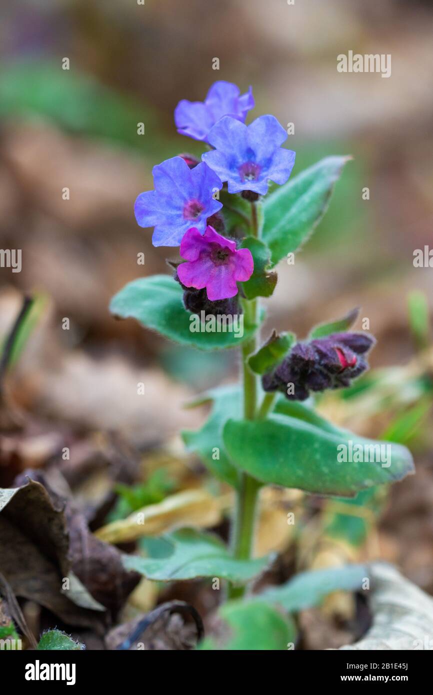 The flower of the lungwort, Pulmonaria officinalis Stock Photo - Alamy