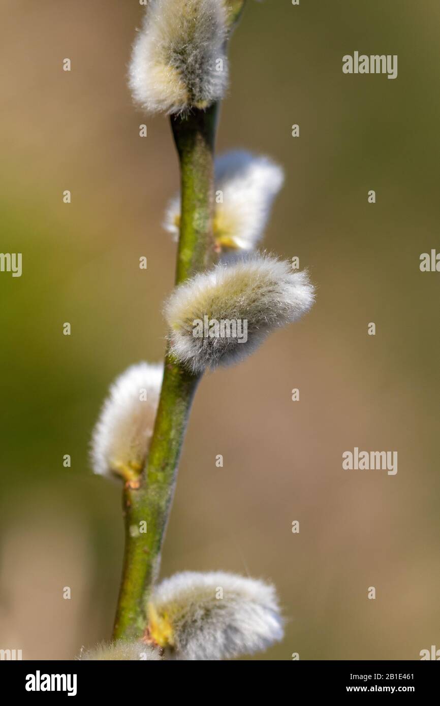 Flowers (catkin) of the Salix caprea, goat willow Stock Photo - Alamy