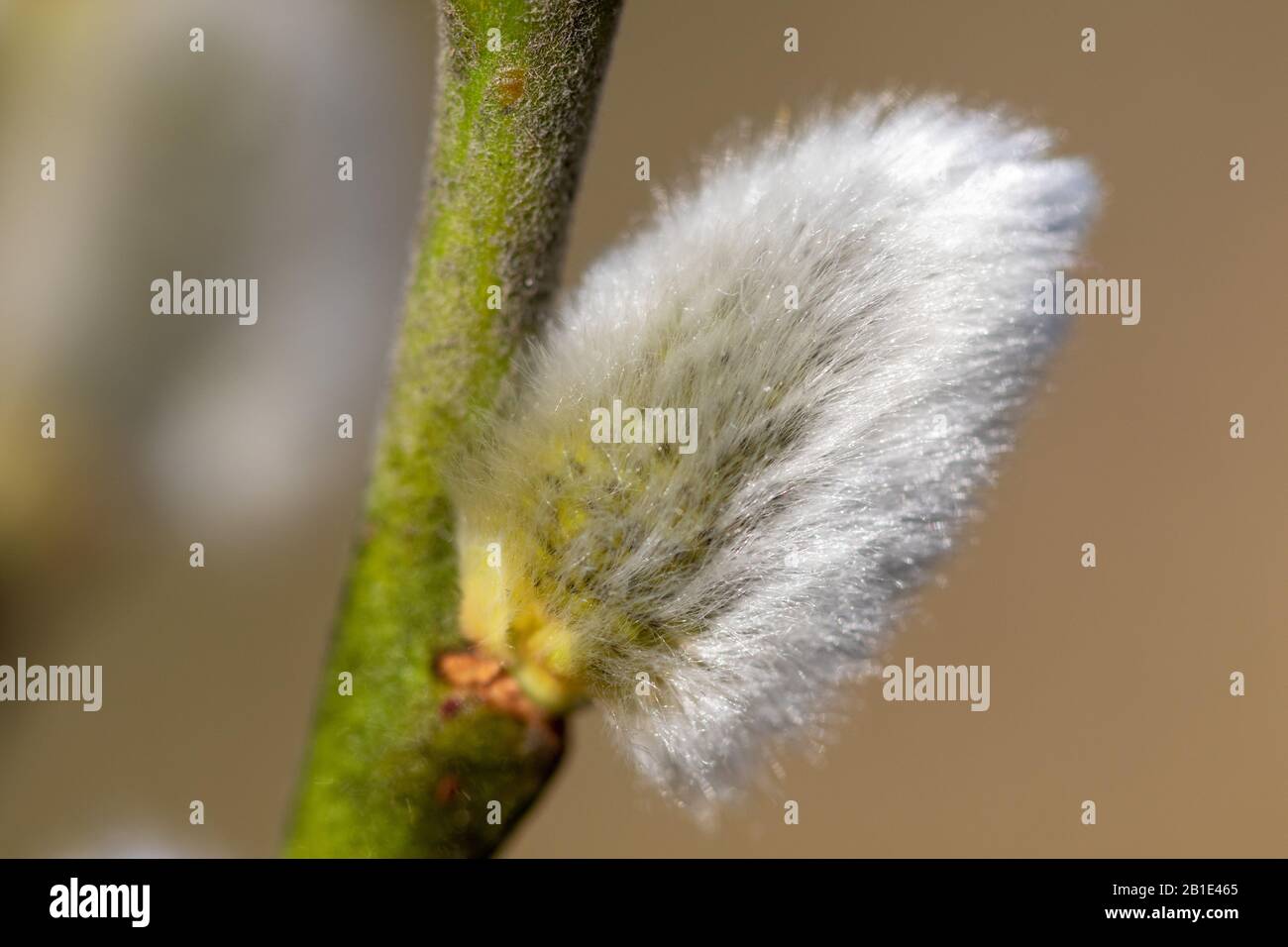 Flowers (catkin) of the Salix caprea, goat willow Stock Photo - Alamy
