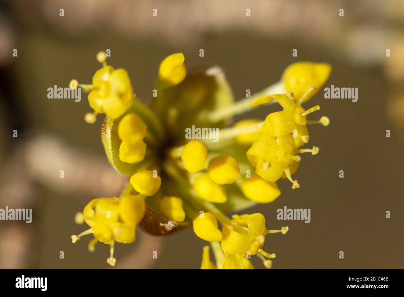 Cornus mas flower shrub hi-res stock photography and images - Alamy