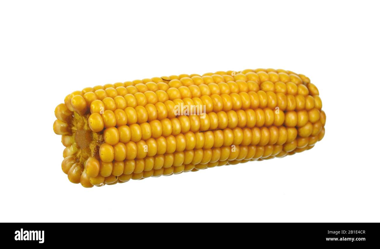 Boiled corn on the cob isolated on white background Stock Photo - Alamy
