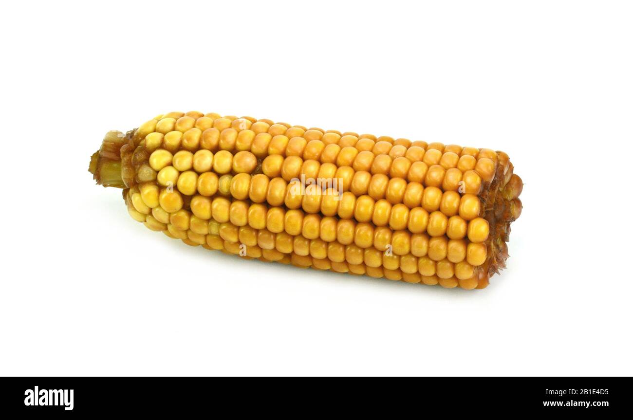 Boiled corn on the cob isolated on white background Stock Photo - Alamy