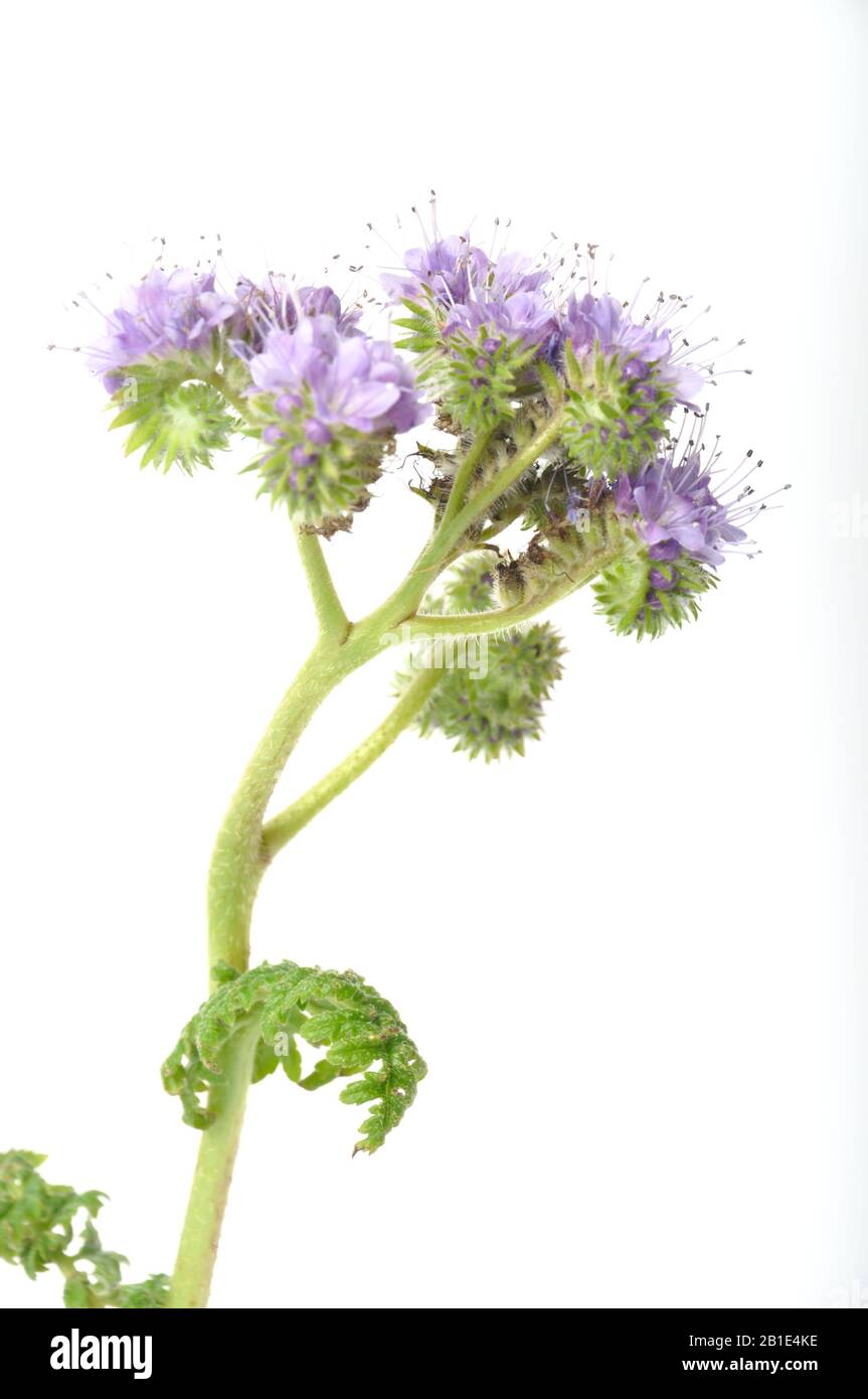 Phacelia tanacetifolia and butterfly hi-res stock photography and ...