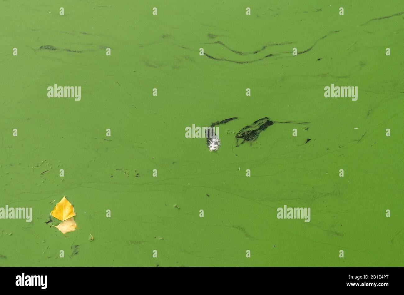 Polluted, eutrophicated water in Lake Kastoria, Greece, with blue-green ...