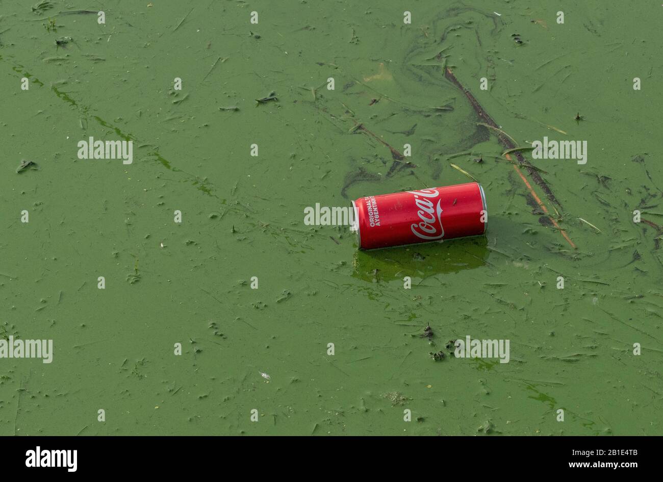 Polluted, eutrophicated water in Lake Kastoria, Greece, with rubbish ...