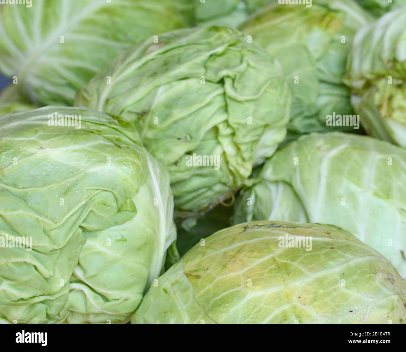 Cabbage on the market background. Fresh cabbage from farm field. Close ...