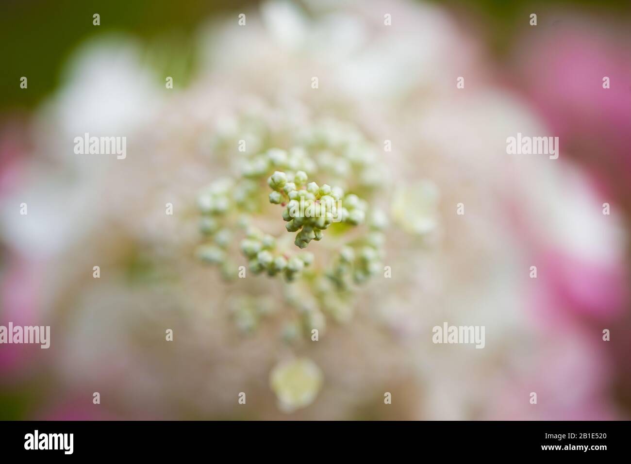 White bouquet. Beautiful spring flower Stock Photo - Alamy