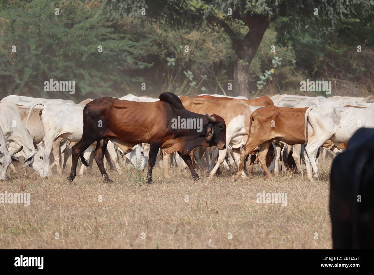 India black cows hi-res stock photography and images - Alamy
