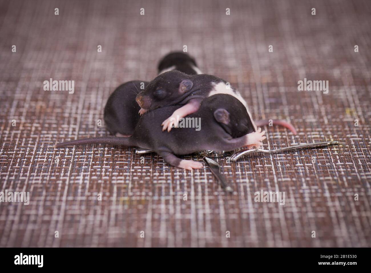 Baby rat family sleep together in a ball. Cute mice Stock Photo - Alamy