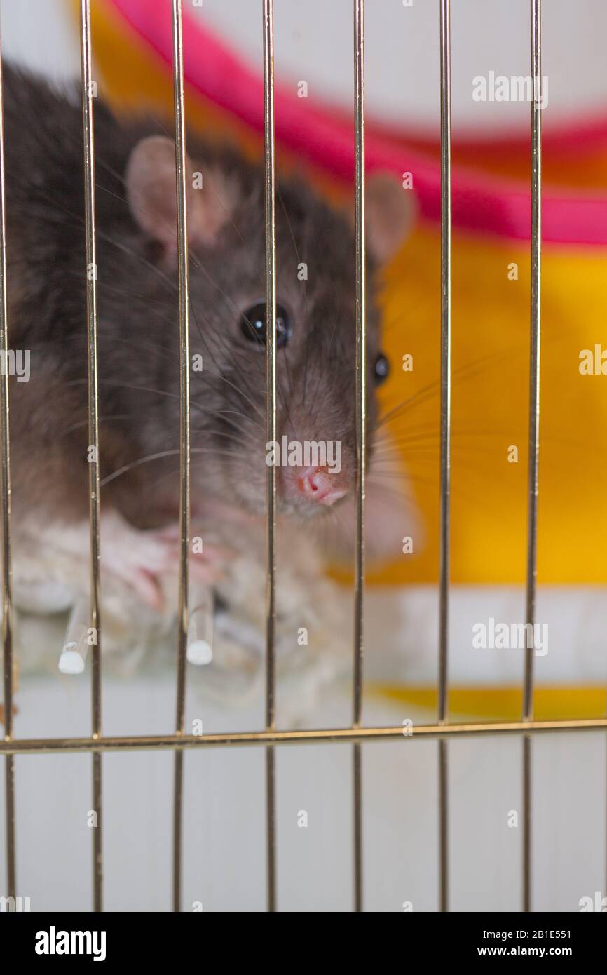 Rat in a cage. The mouse looks through the bars of the cage Stock Photo ...