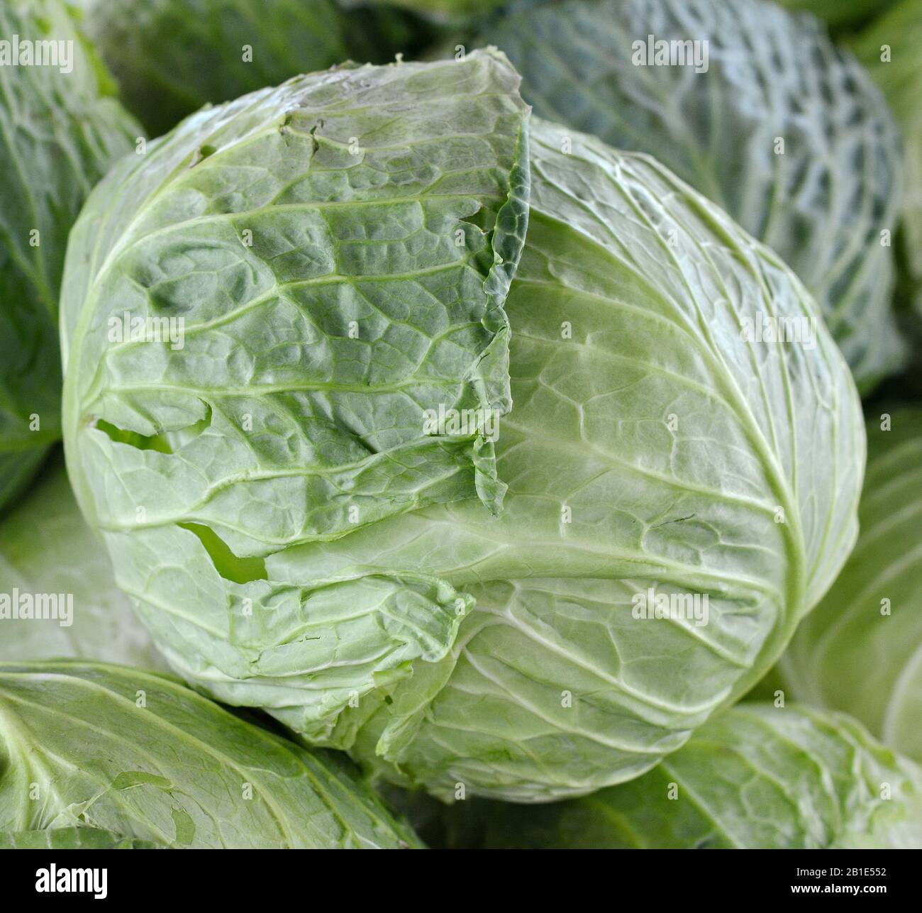 green cabbage in growth at vegetable garden. Young green head of ...