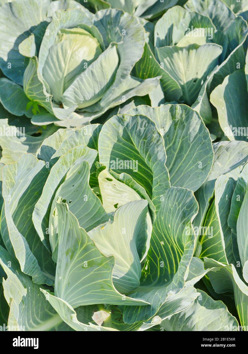 green cabbage in growth at vegetable garden. Young green head of ...