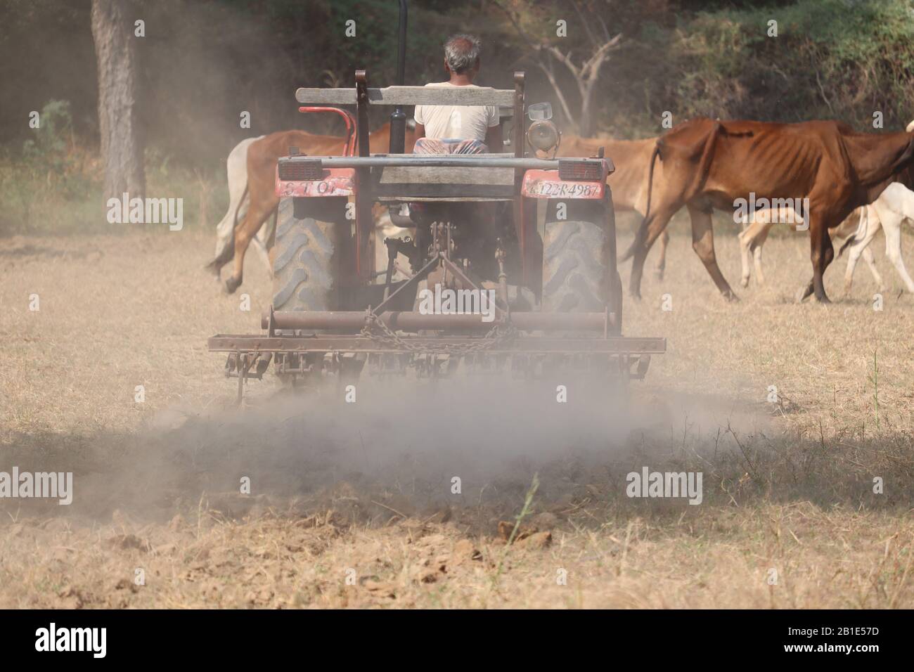 Plowing cows hi-res stock photography and images - Alamy