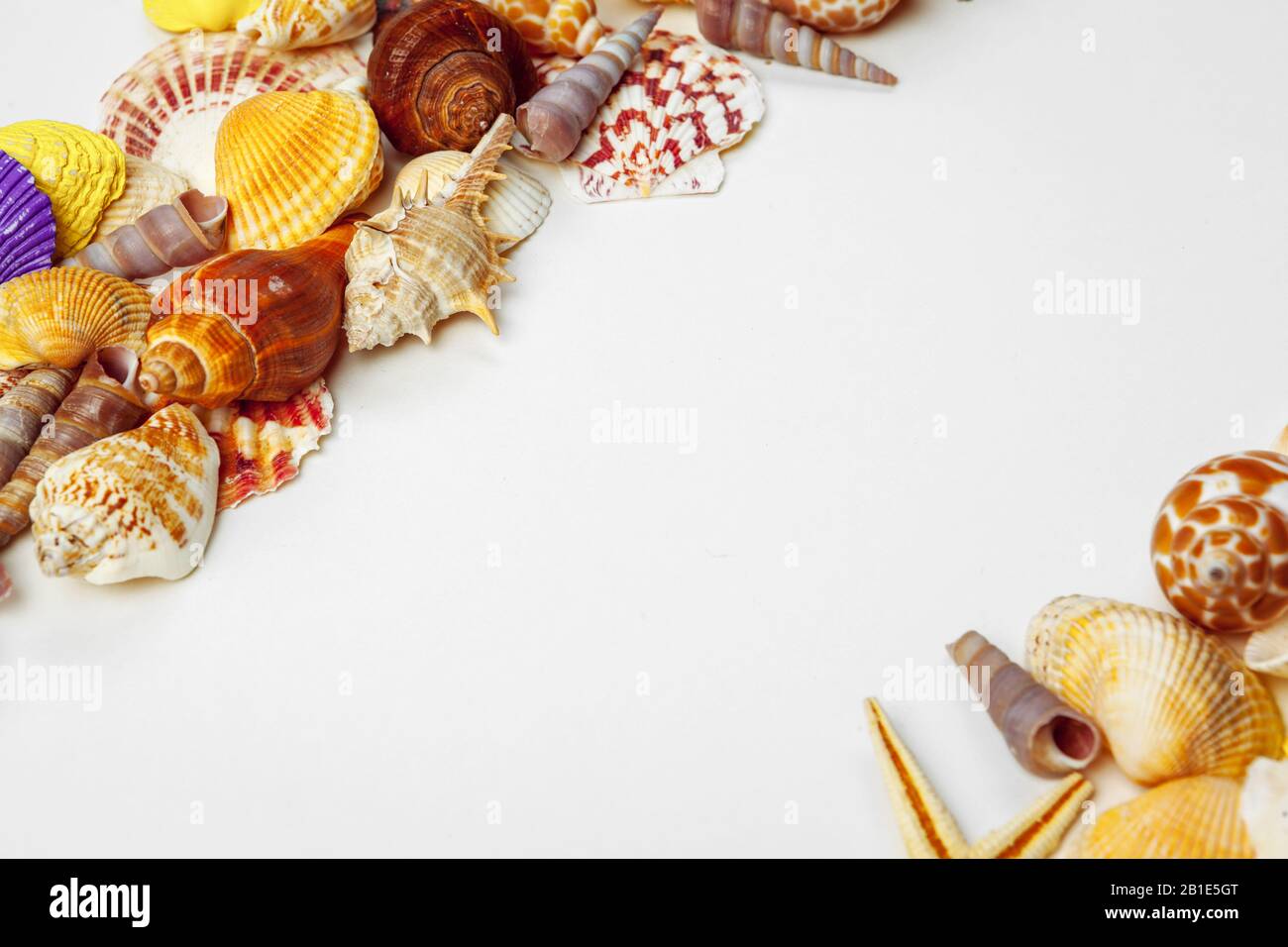 Composition of exotic seashells. Creative photo. top view Stock Photo ...