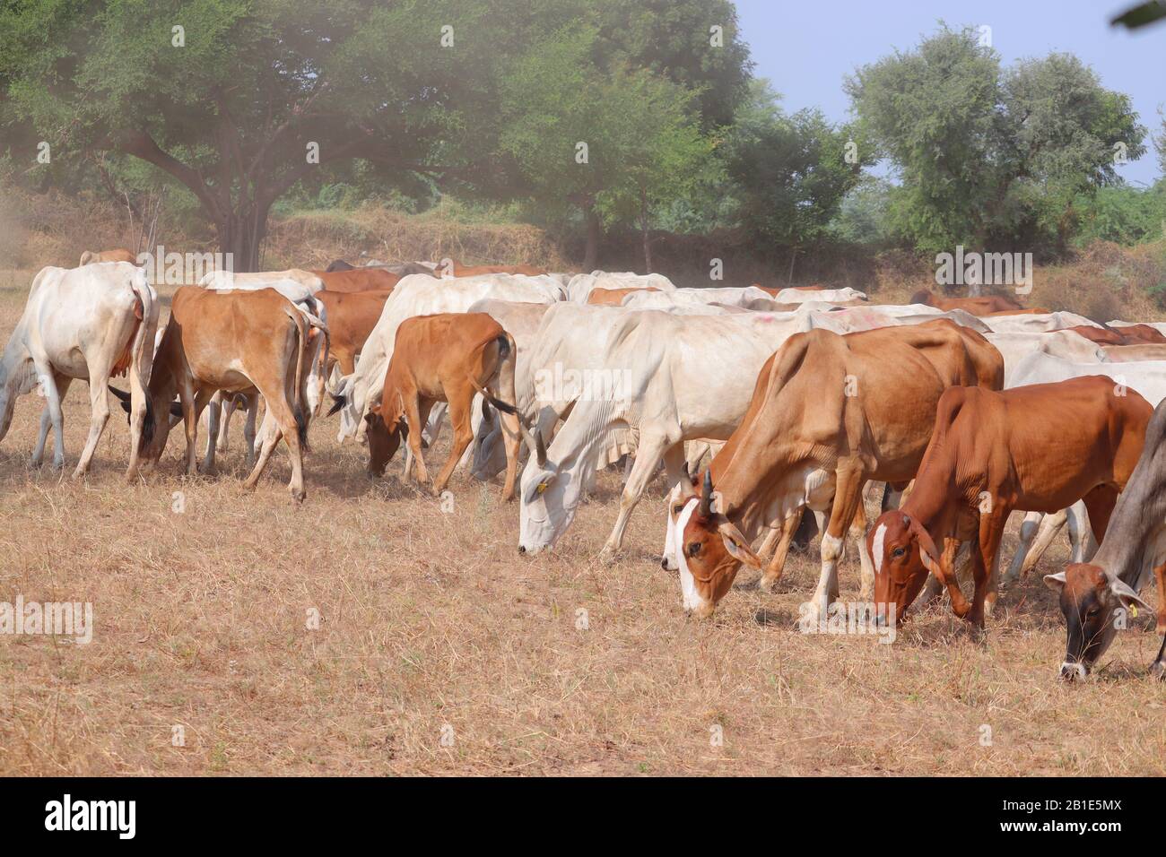 A group of grazing cows on a farmland. horizantal composition. Cows in ...