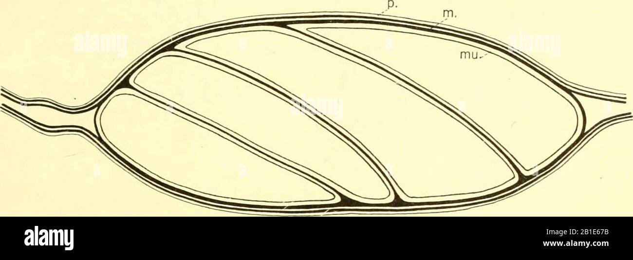 "The elasmobranch fishes Stock Photo - Alamy