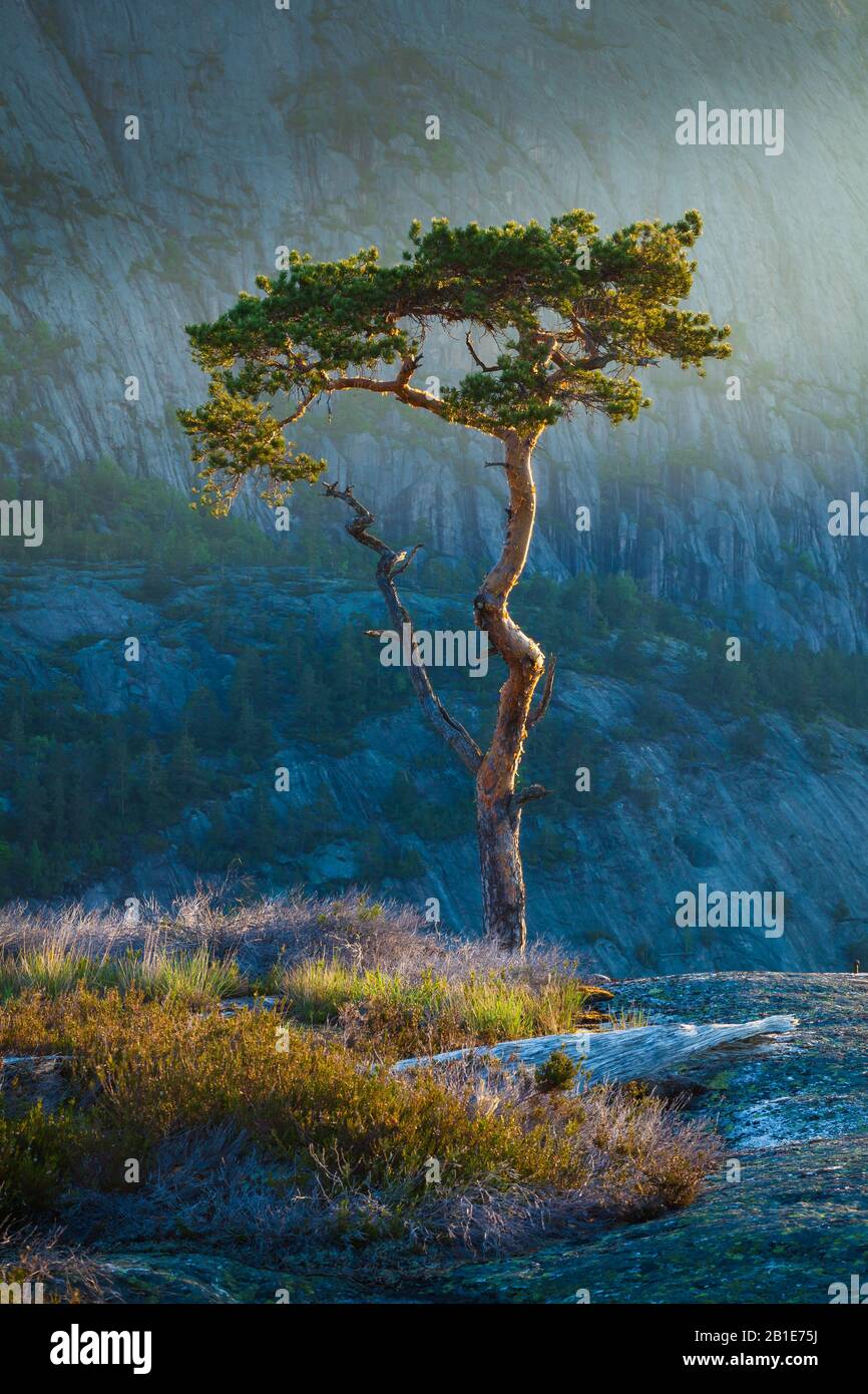 Tree trees rock norway hi-res stock photography and images - Alamy