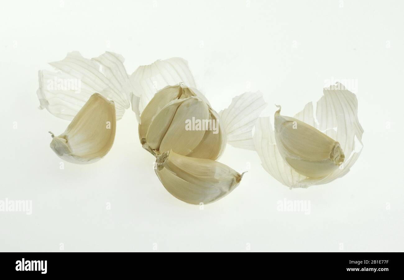 Fresh garlic or Allium sativum, Spices ingredient for cooking, Isolated ...