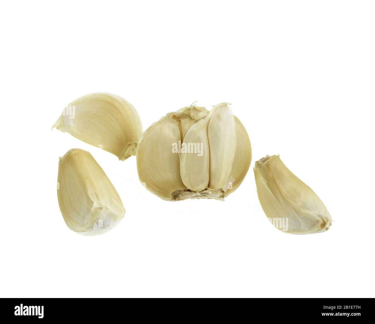 Fresh garlic or Allium sativum, Spices ingredient for cooking, Isolated ...