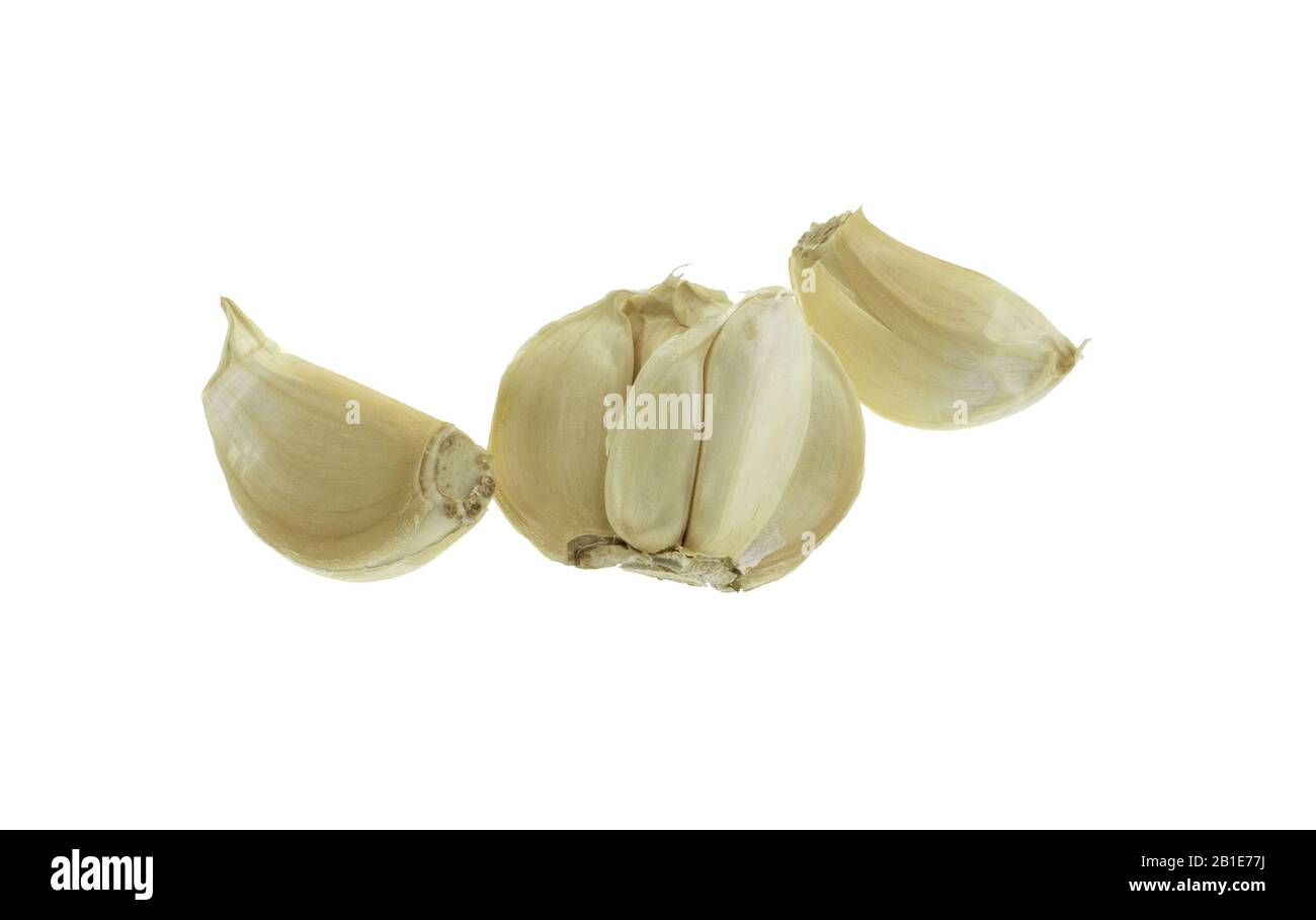 Fresh garlic or Allium sativum, Spices ingredient for cooking, Isolated ...