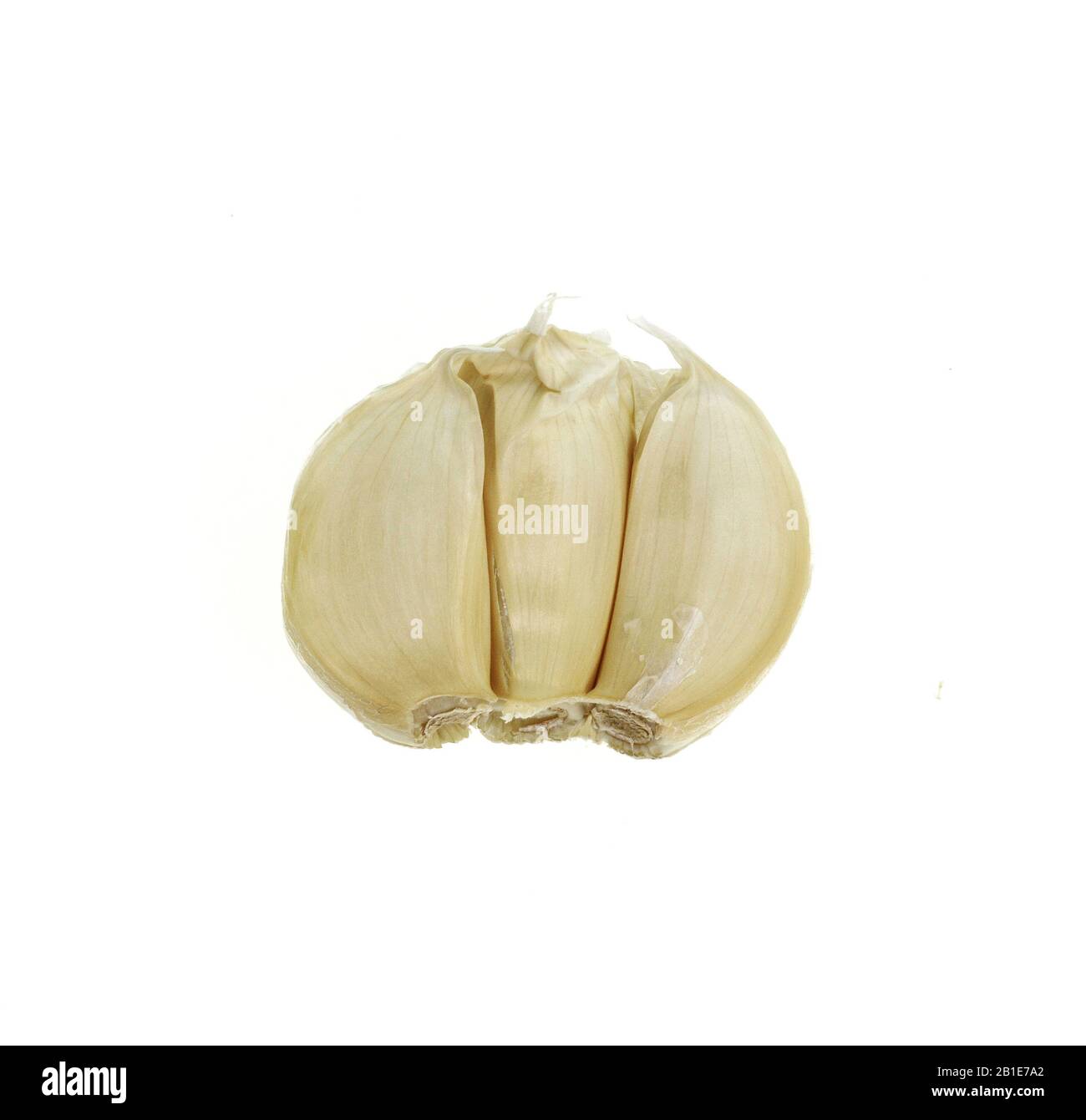 Fresh garlic or Allium sativum, Spices ingredient for cooking, Isolated ...