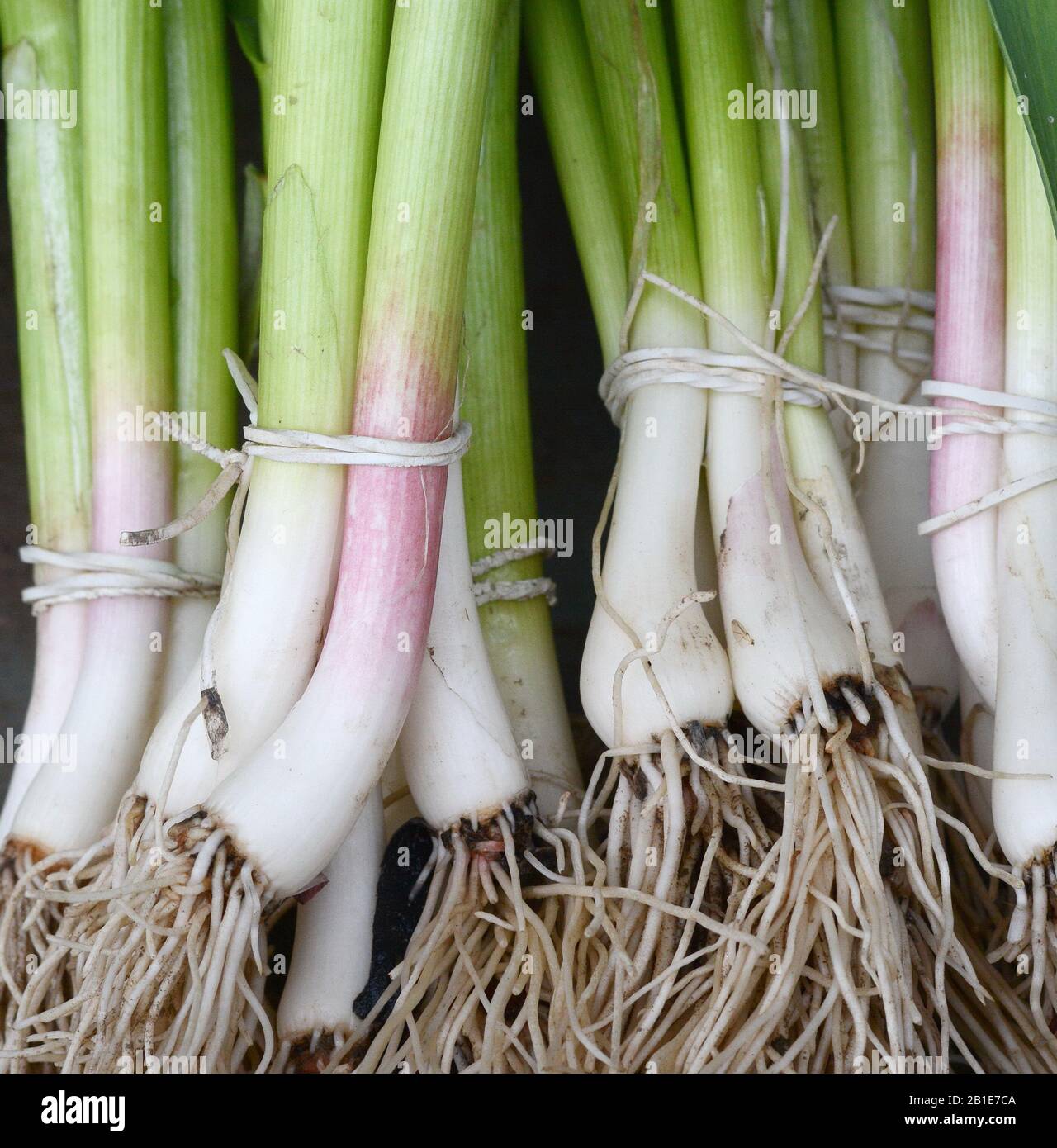 Stand lobe hi-res stock photography and images - Alamy