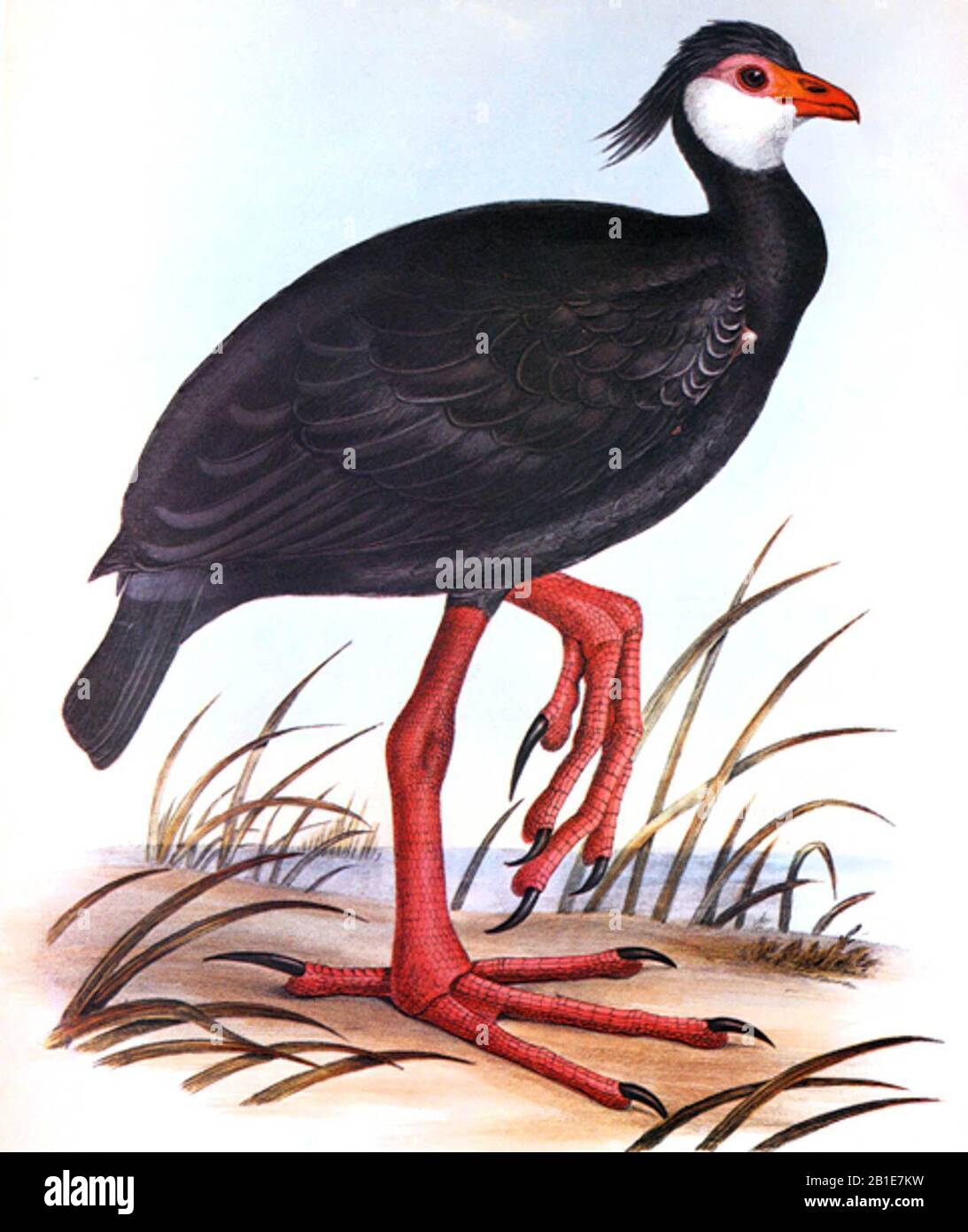 Chauna chavaria hi-res stock photography and images - Alamy