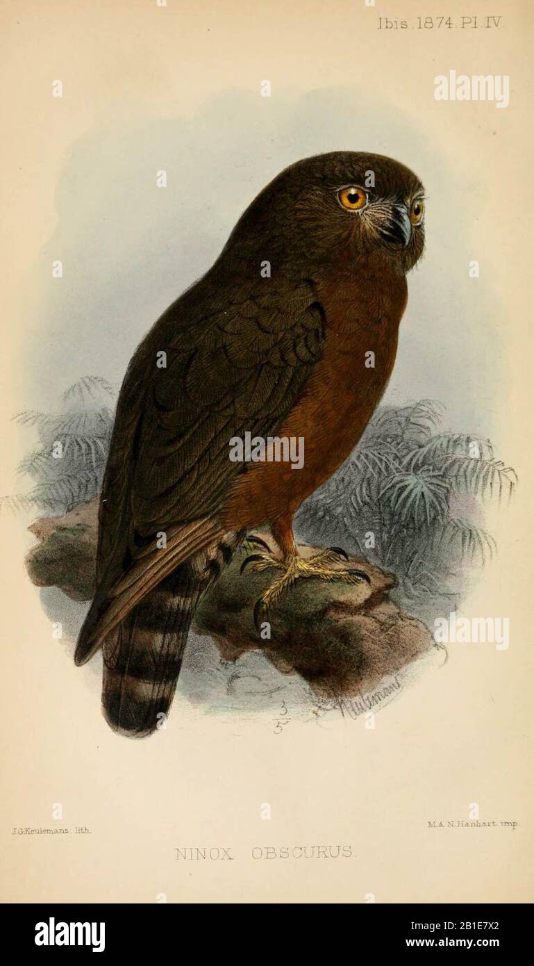 Endemic andaman islands hi-res stock photography and images - Alamy