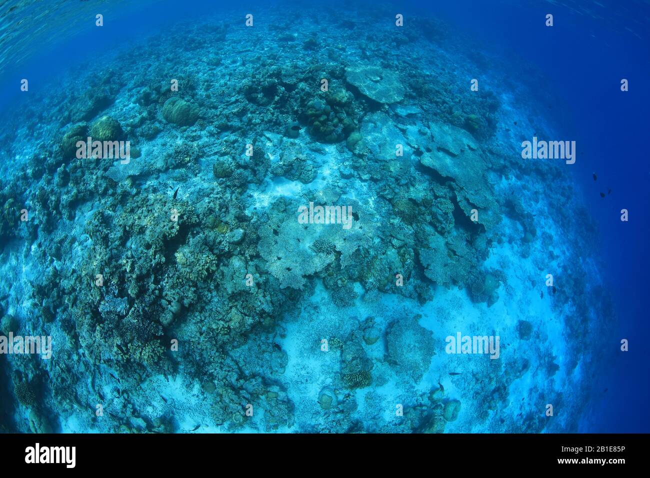 Coral reef damaged by the coral bleaching in the indian ocean Stock ...