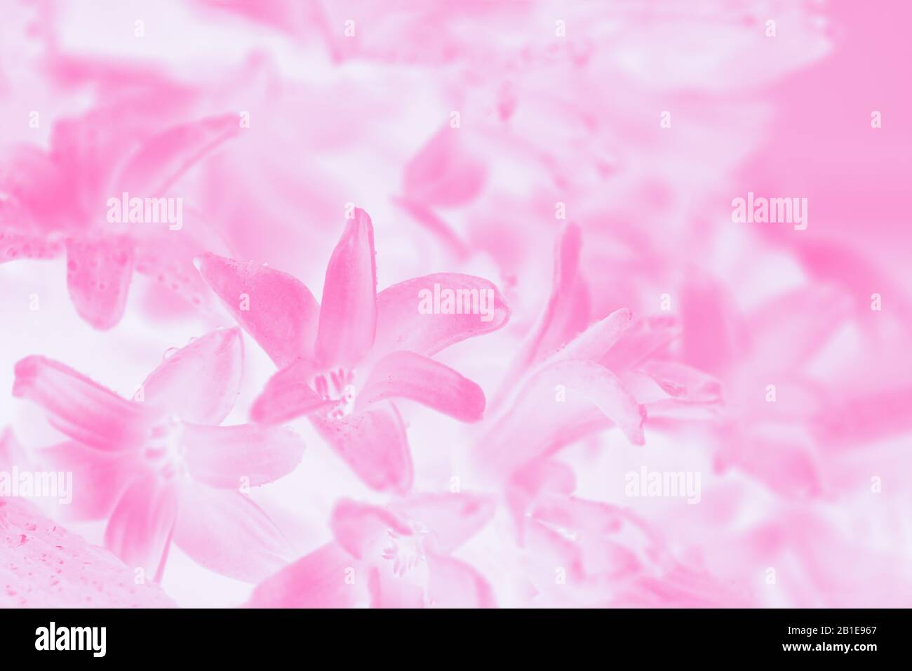 Pastel pink gradient abstract background with hyacinth flower pattern ...