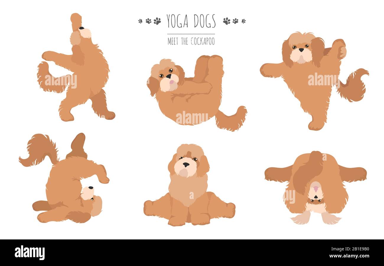 Cockapoo cute Stock Vector Images - Alamy