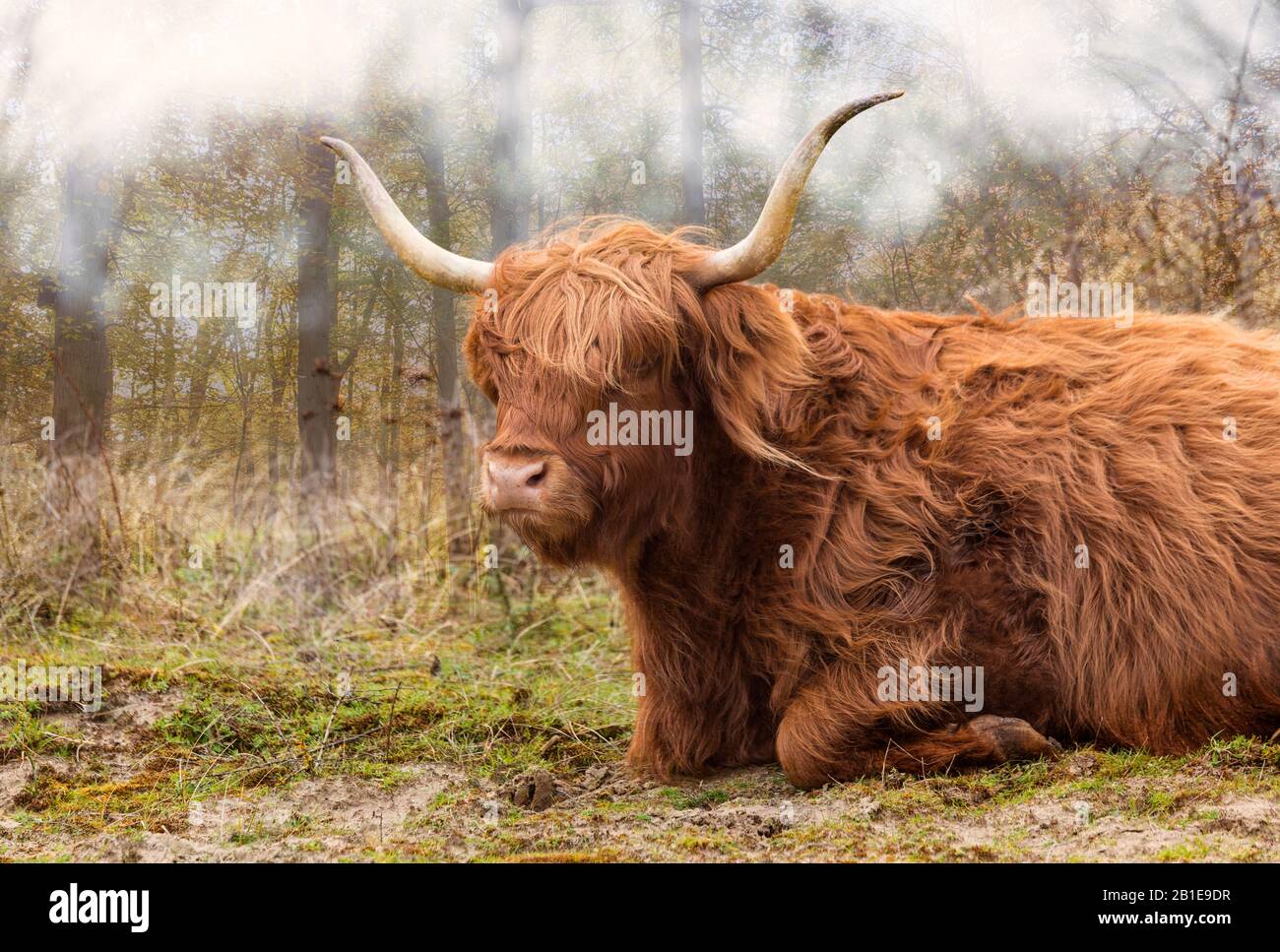 Galloway pasture hi-res stock photography and images - Alamy