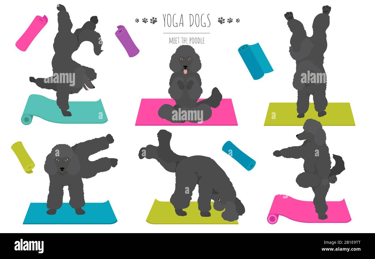 Yoga dogs poses and exercises poster design. Poodle clipart. Vector ...