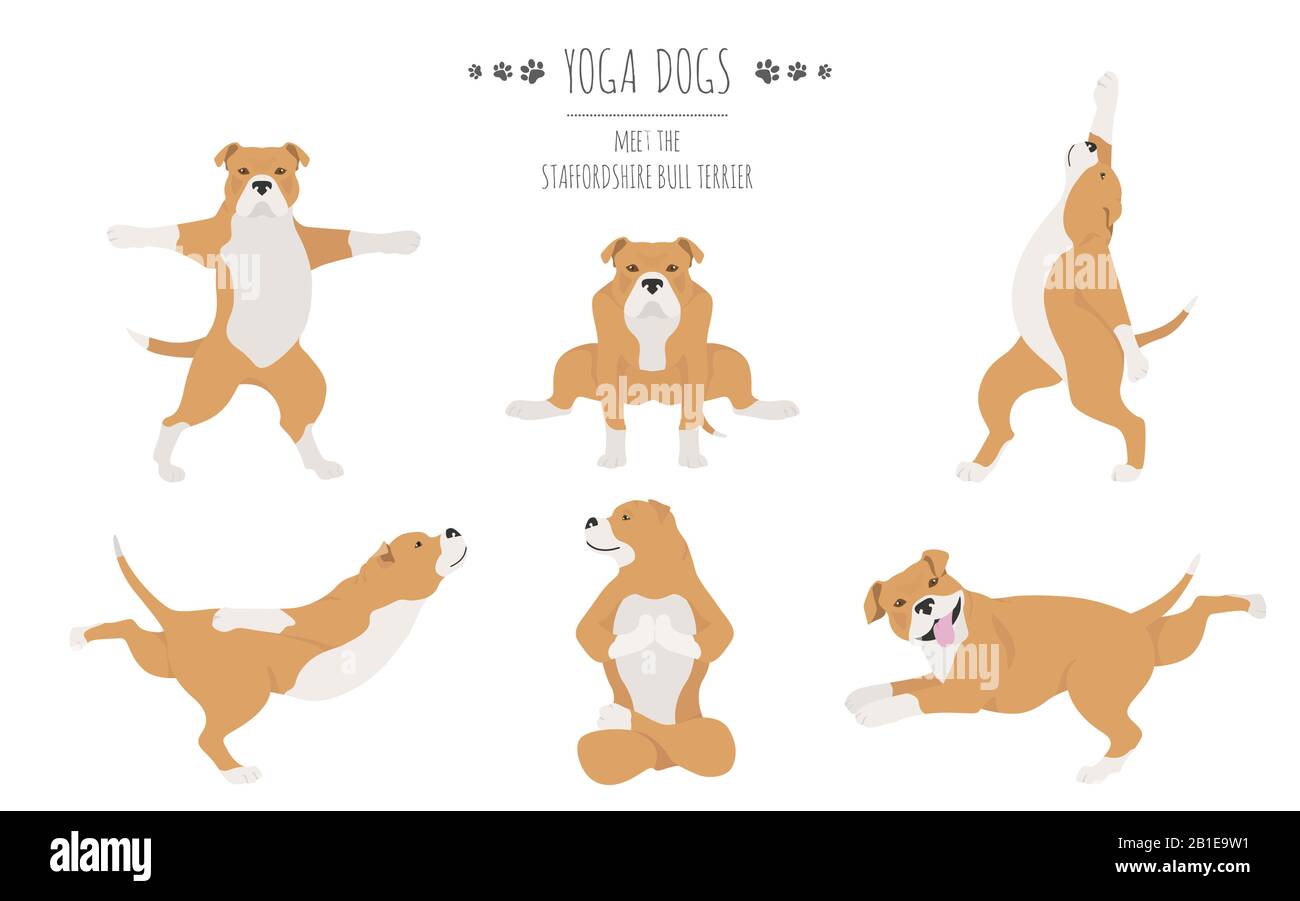Yoga dogs poses and exercises poster design. Staffordshire bull terrier ...