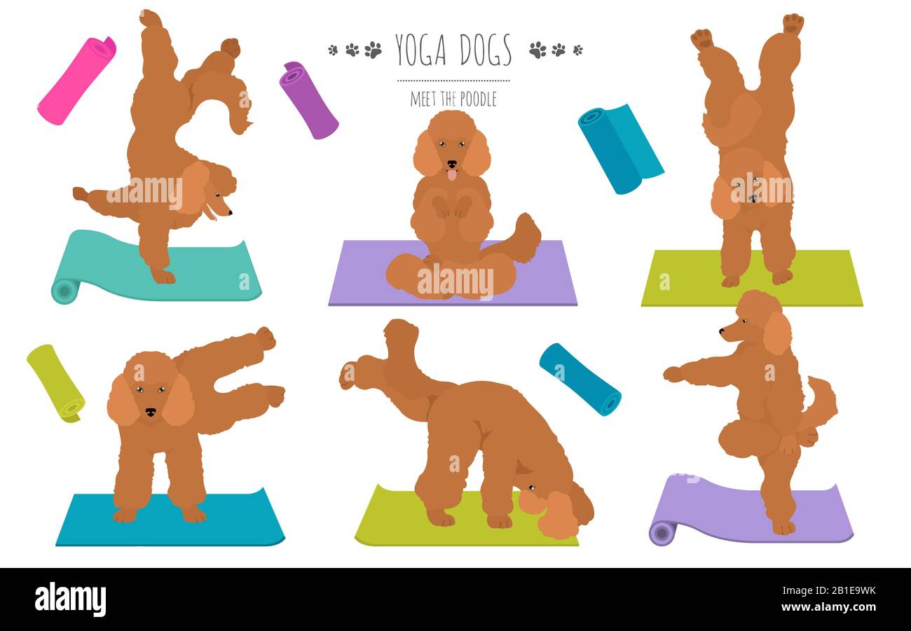 Yoga dogs poses and exercises poster design. Poodle clipart. Vector ...