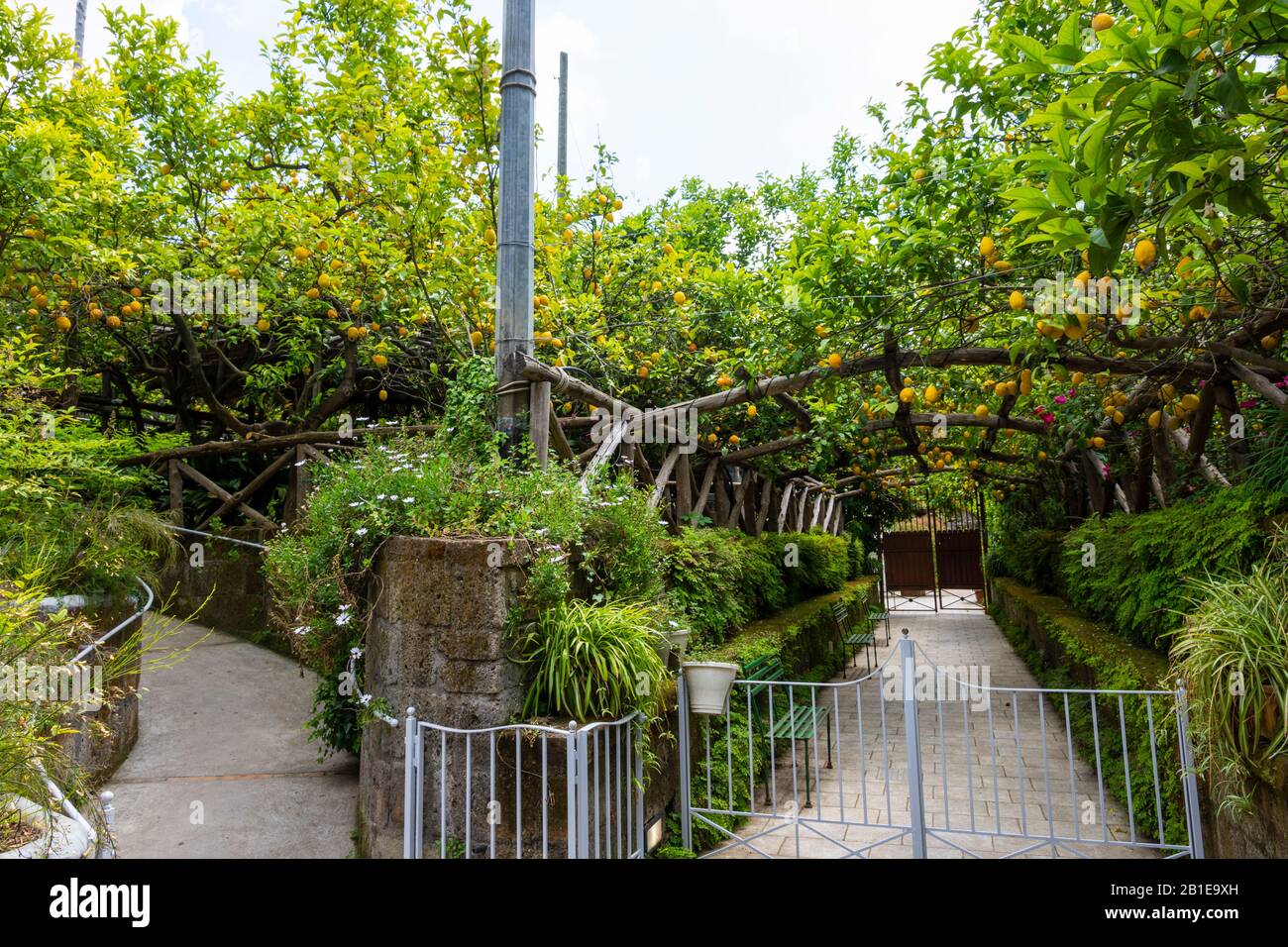 Sorrento lemon tree hi-res stock photography and images - Alamy
