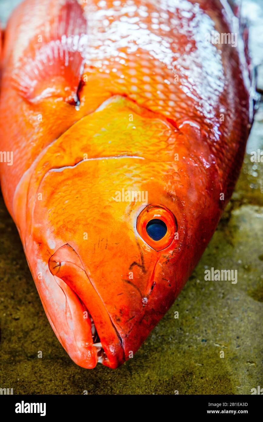 Inside Victoria Fish Market on the Mahe island, Seychelles Stock Photo ...