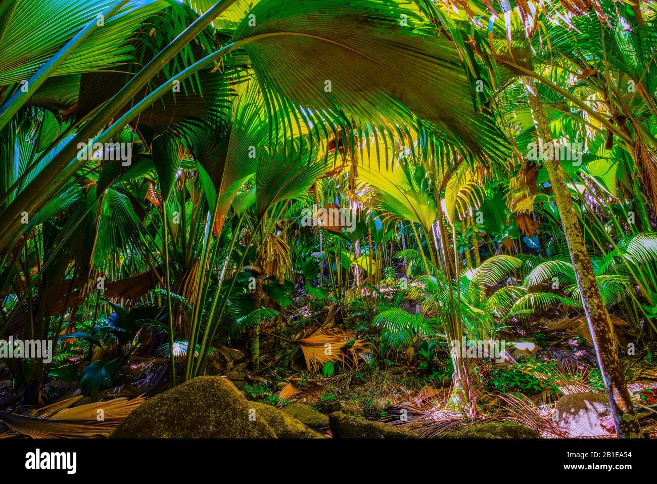 Latannyen lat (Verschaffeltia splendida) or Stilt Palm in Vallée de Mai ...