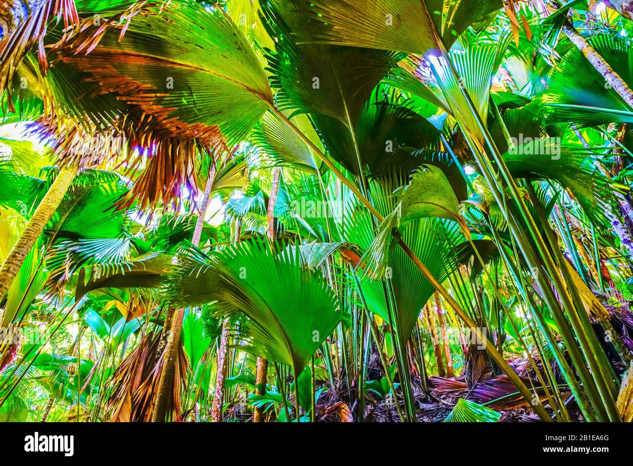 Latannyen lat (Verschaffeltia splendida) or Stilt Palm in Vallée de Mai ...