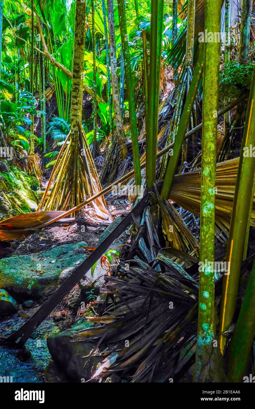 Pandanus Forest High Resolution Stock Photography and Images - Alamy