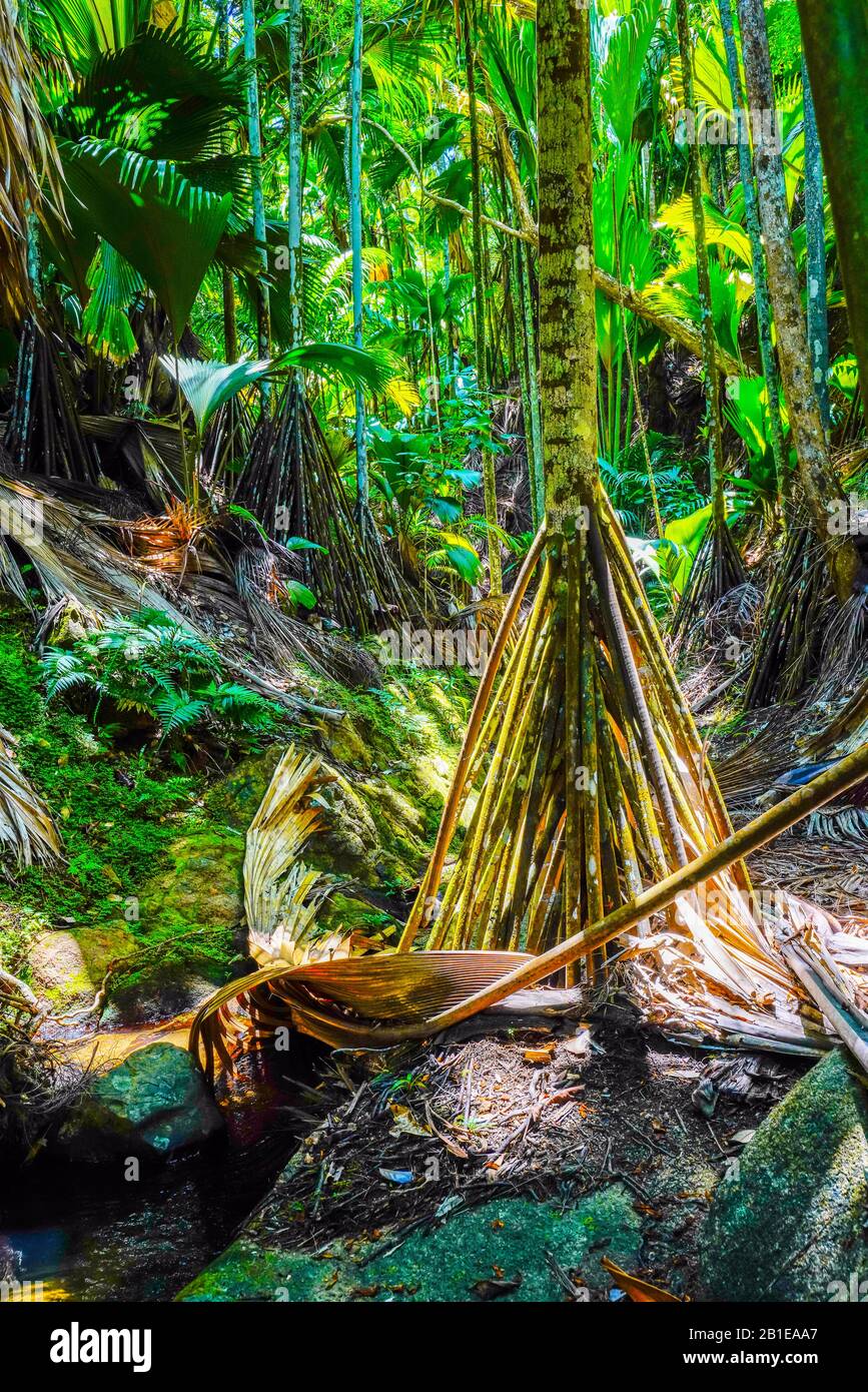 Vakwa Parasol, Pandanaceae, Pandanus hornei, Vallée de Mai Nature ...