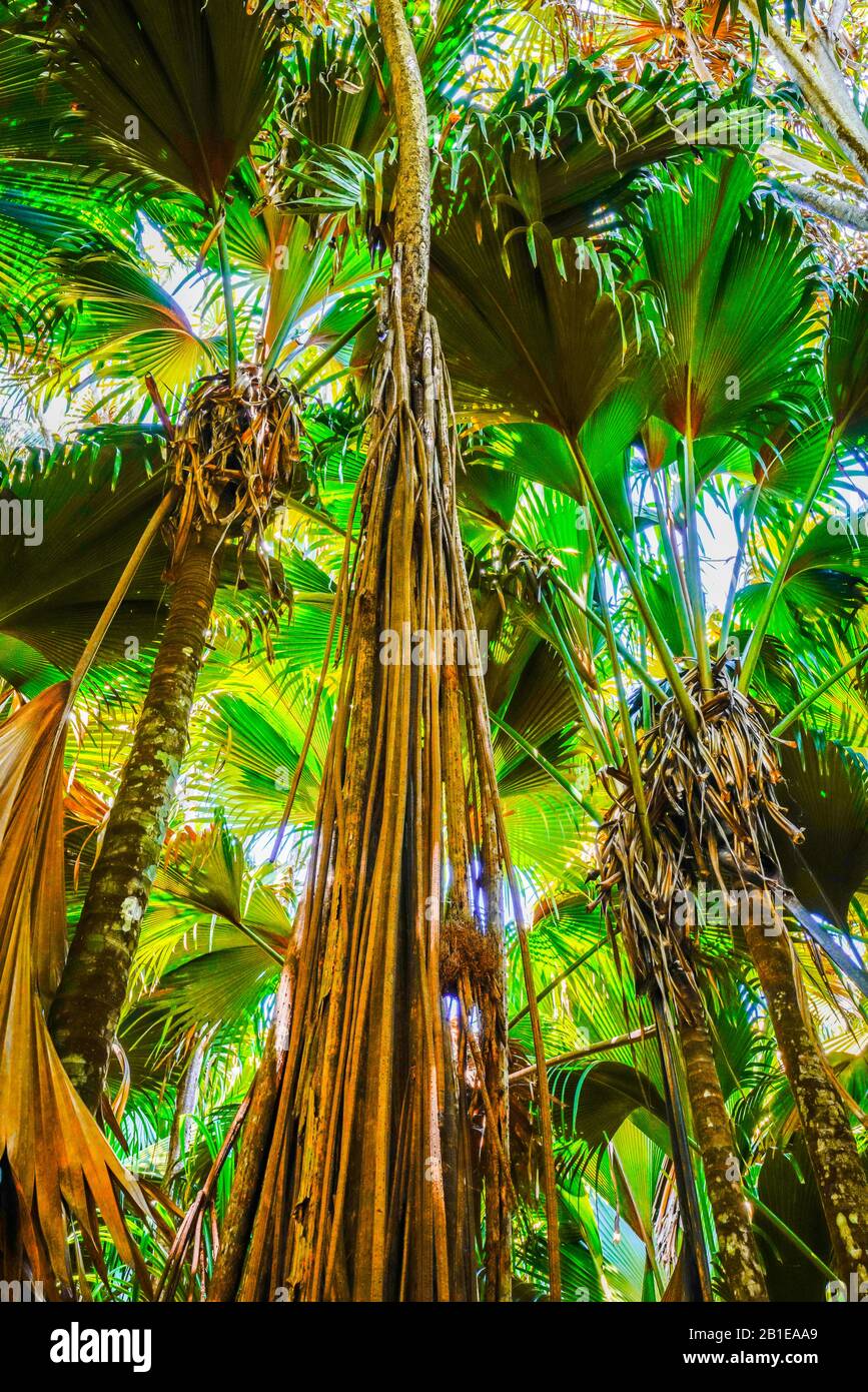 Vakwa Parasol, Pandanaceae, Pandanus hornei, Vallée de Mai Nature ...