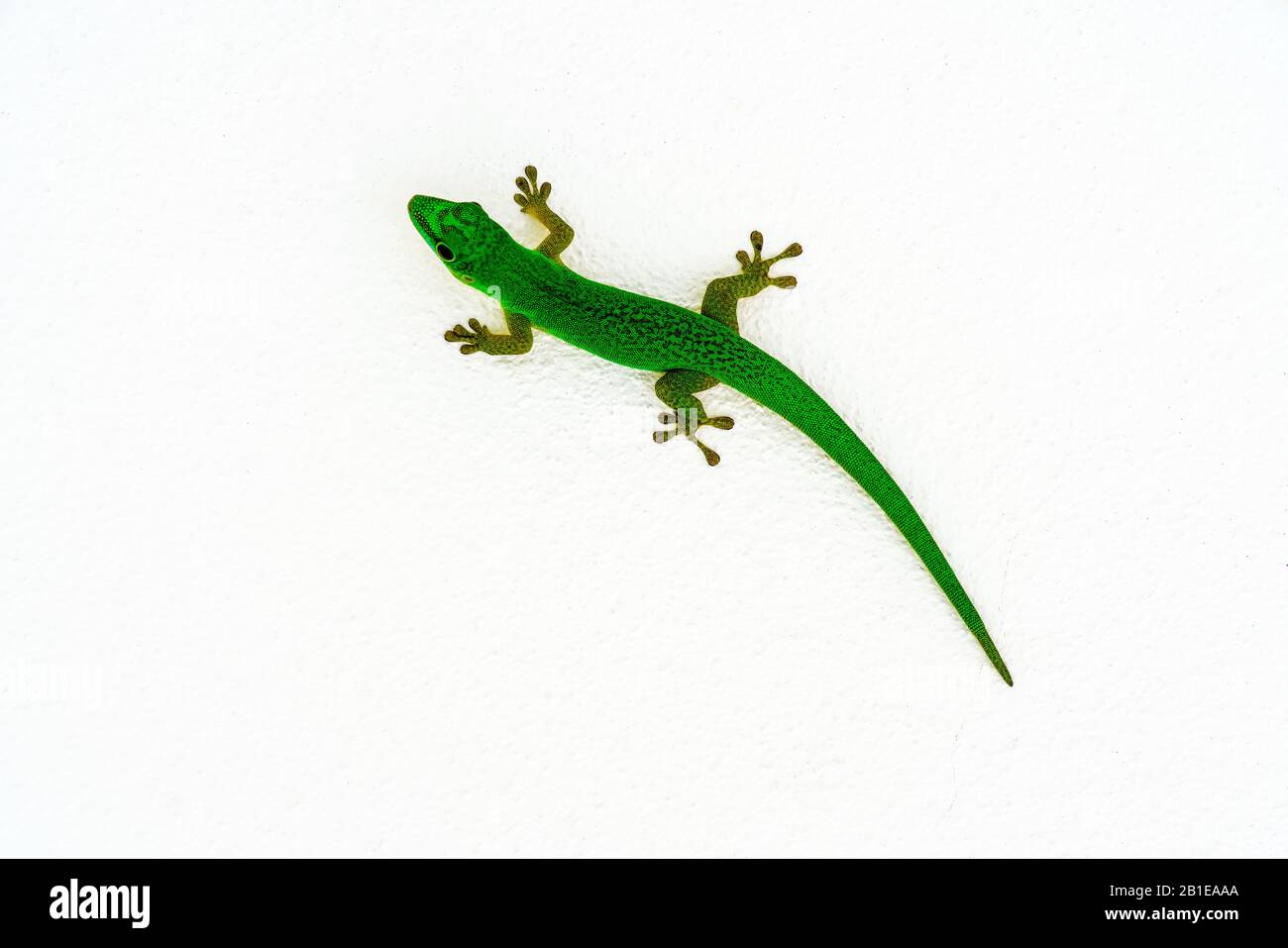 Seychelles Giant Day Gecko (Phelsuma sundbergi ladiguensis) on the wall ...