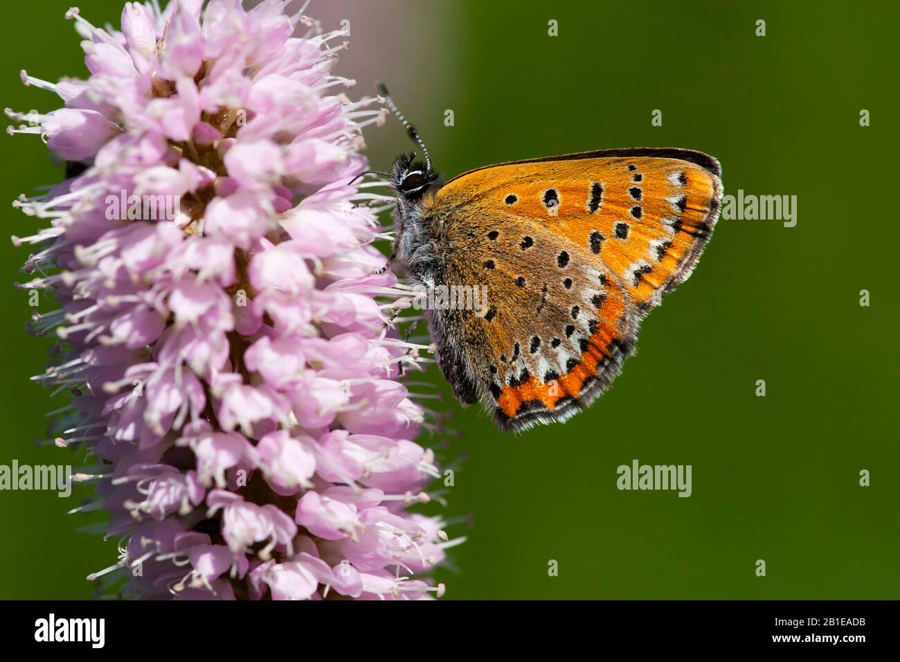 Violet Copper (Lycaena helle), at Bistorta officinalis, Germany, North ...