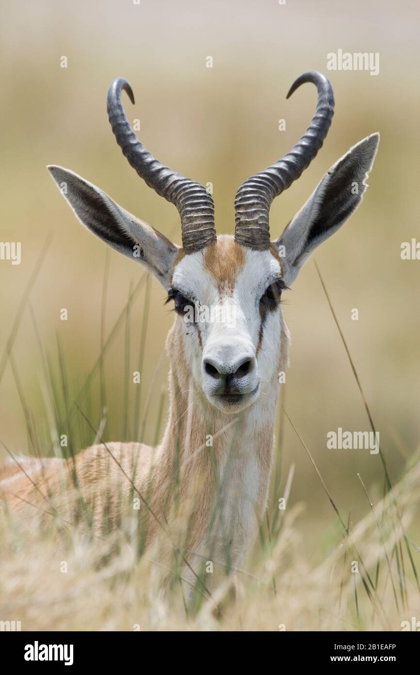 White Springbuck