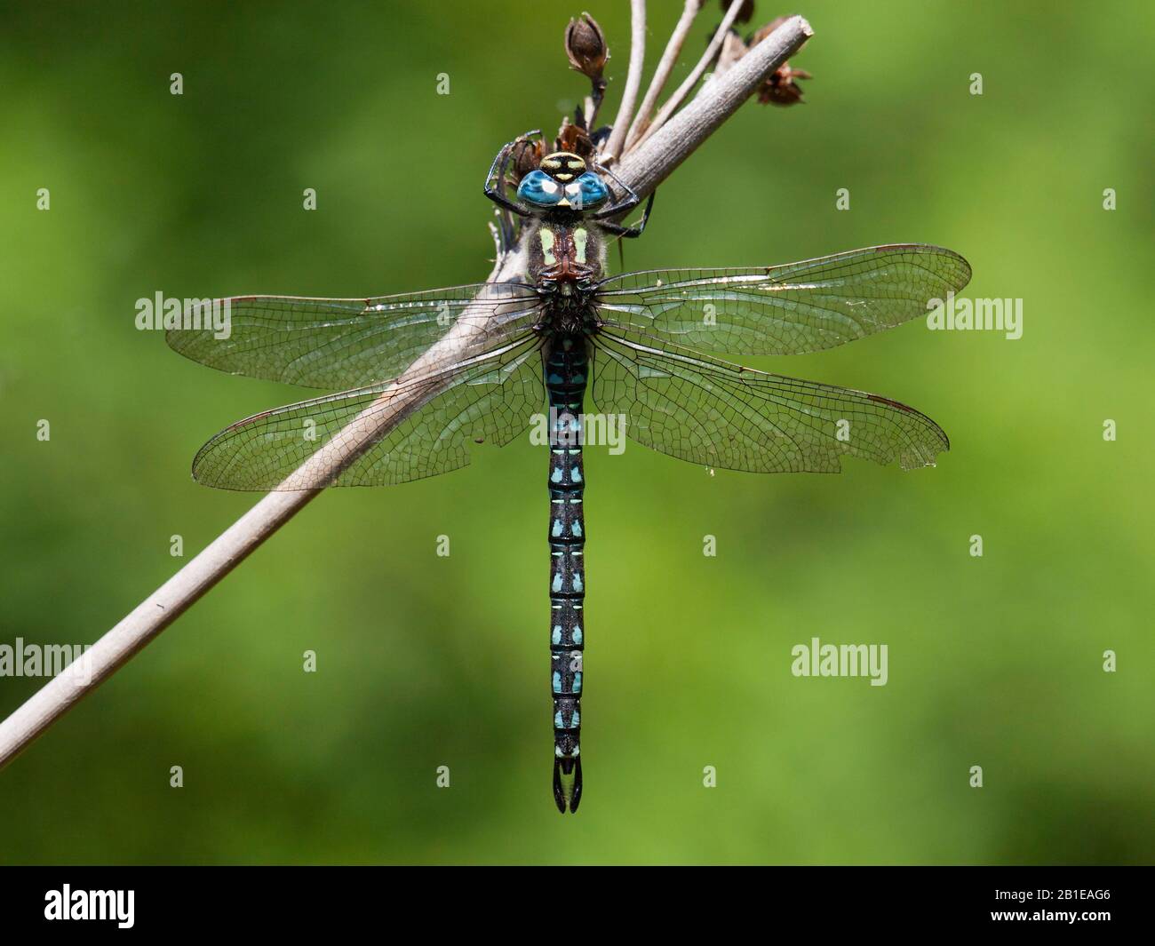 Lesser hairy dragonfly, Hairy Dragonfly, Hairy Hawker, Spring Hawker ...