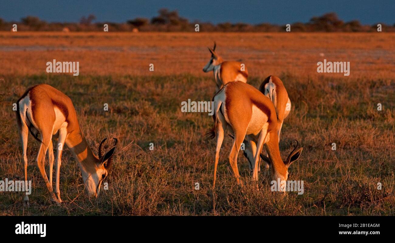 Springbok mâle femelle hi-res stock photography and images - Alamy
