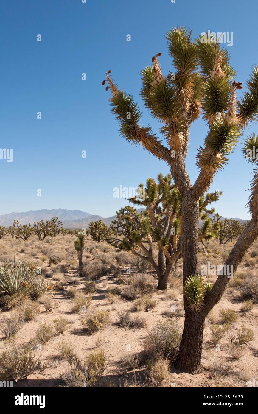 Joshuatree hi-res stock photography and images - Alamy